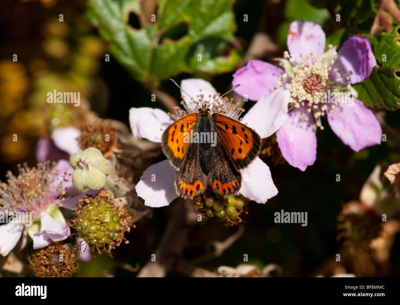 Small Copper butterfly, Lycaena phlaeas, feeding on bramble flowers ...