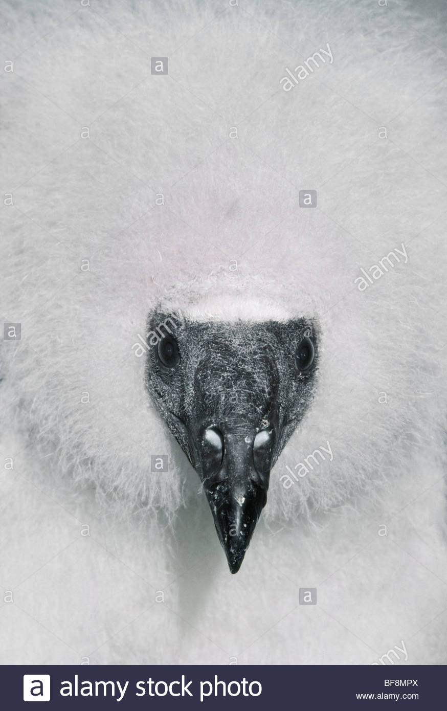 Vulture Chick High Resolution Stock Photography and Images - Alamy