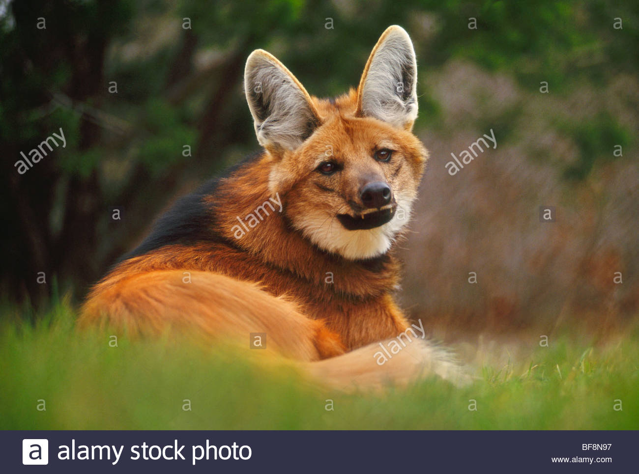 Maned Wolf Brazil Stock Photos & Maned Wolf Brazil Stock Images - Alamy