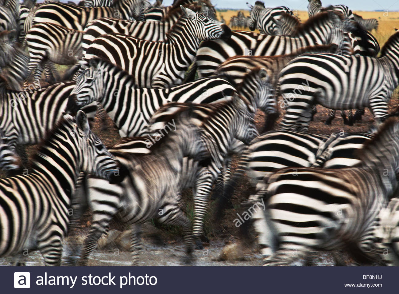 Zebras Mating Stock Photos & Zebras Mating Stock Images - Alamy