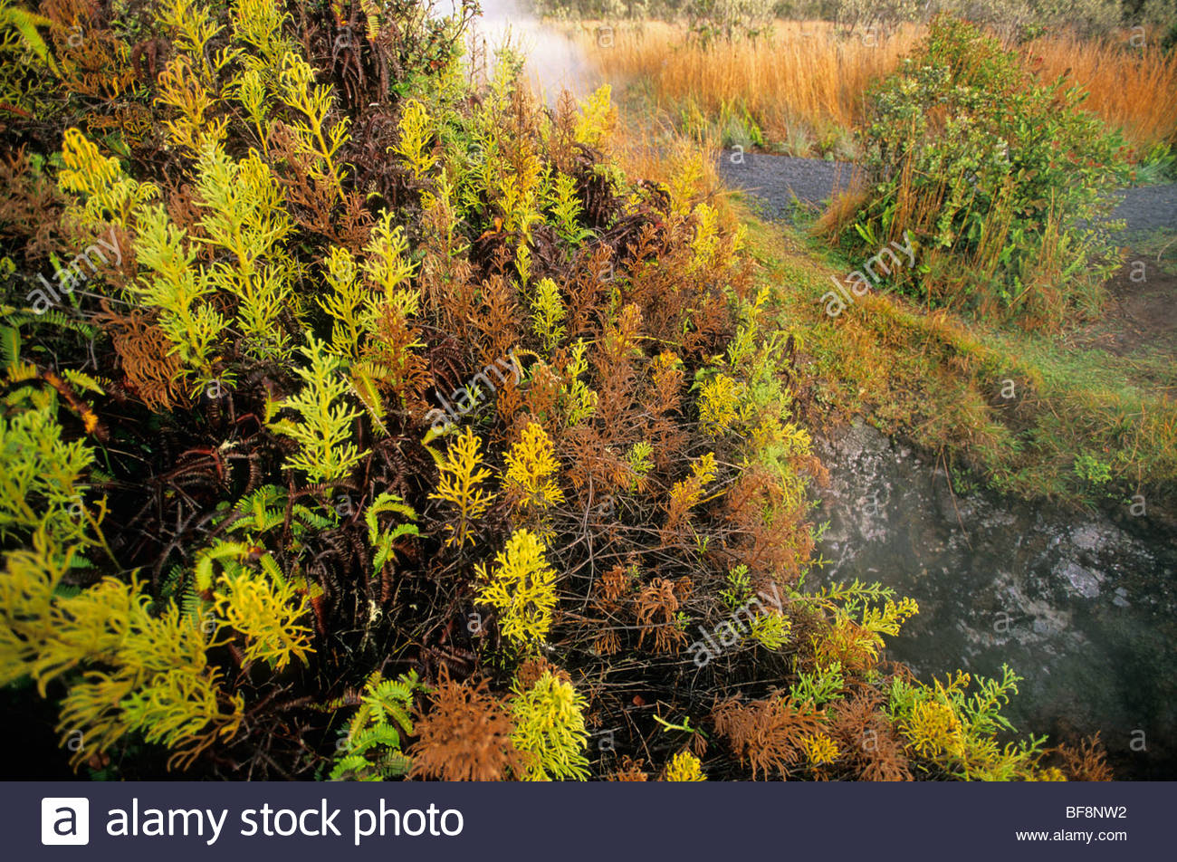 Club Mosses Stock Photos & Club Mosses Stock Images - Alamy