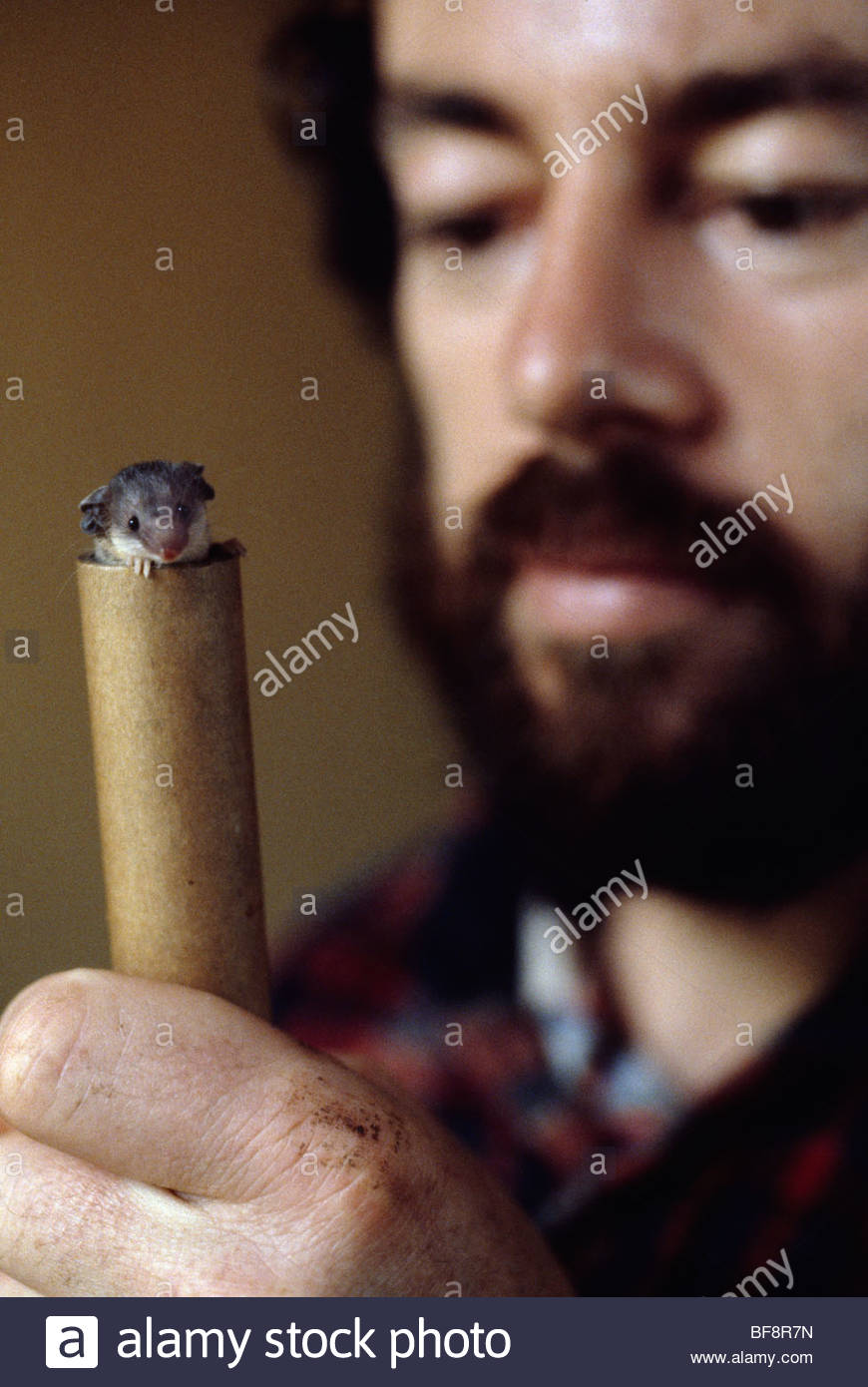 Male Gender Human Gender Males Stock Photos & Male Gender Human Gender ...