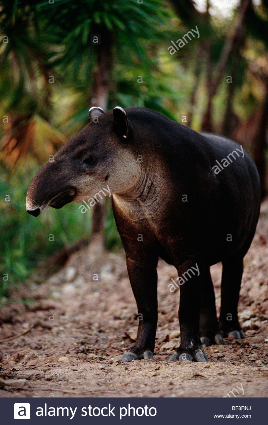 Baird Tapir Stock Photos & Baird Tapir Stock Images - Alamy