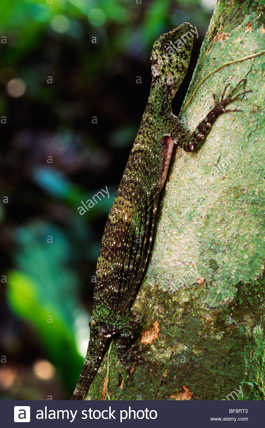 Flying Lizard Draco Volans Stock Photos & Flying Lizard Draco Volans ...