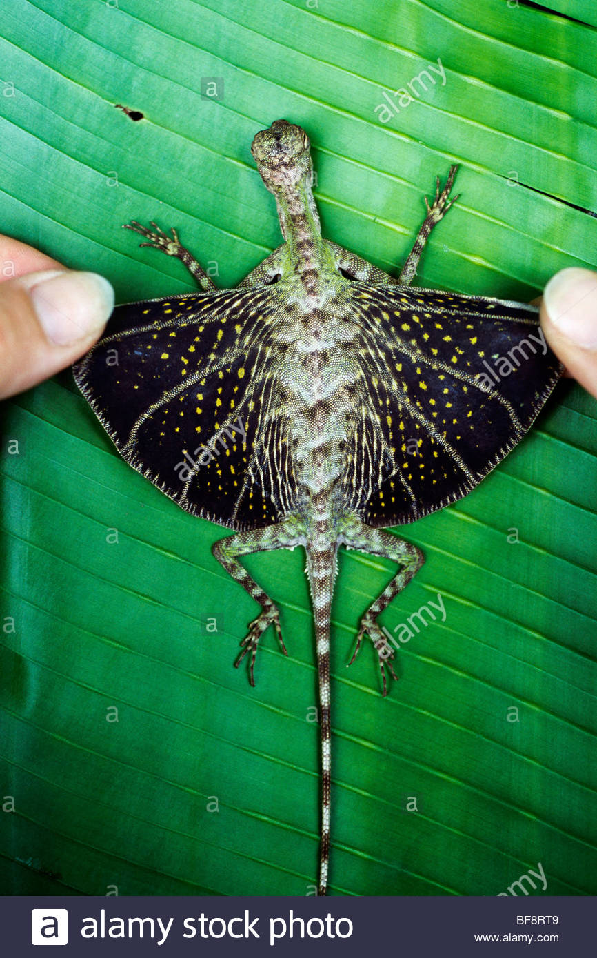 Flying Lizard Stock Photos & Flying Lizard Stock Images - Alamy