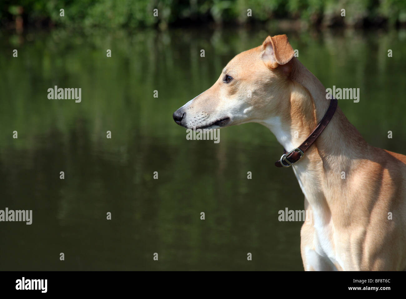 Side profile of dog hi-res stock photography and images - Alamy