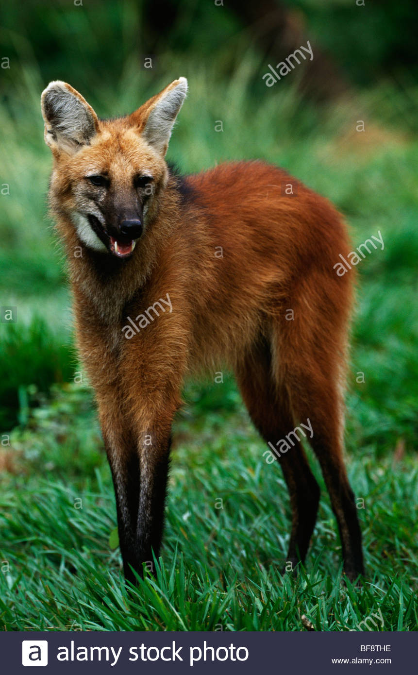 Brachyurus Stock Photos & Brachyurus Stock Images - Alamy