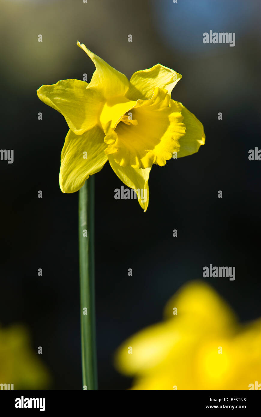 Daffodils ullswater hi-res stock photography and images - Alamy
