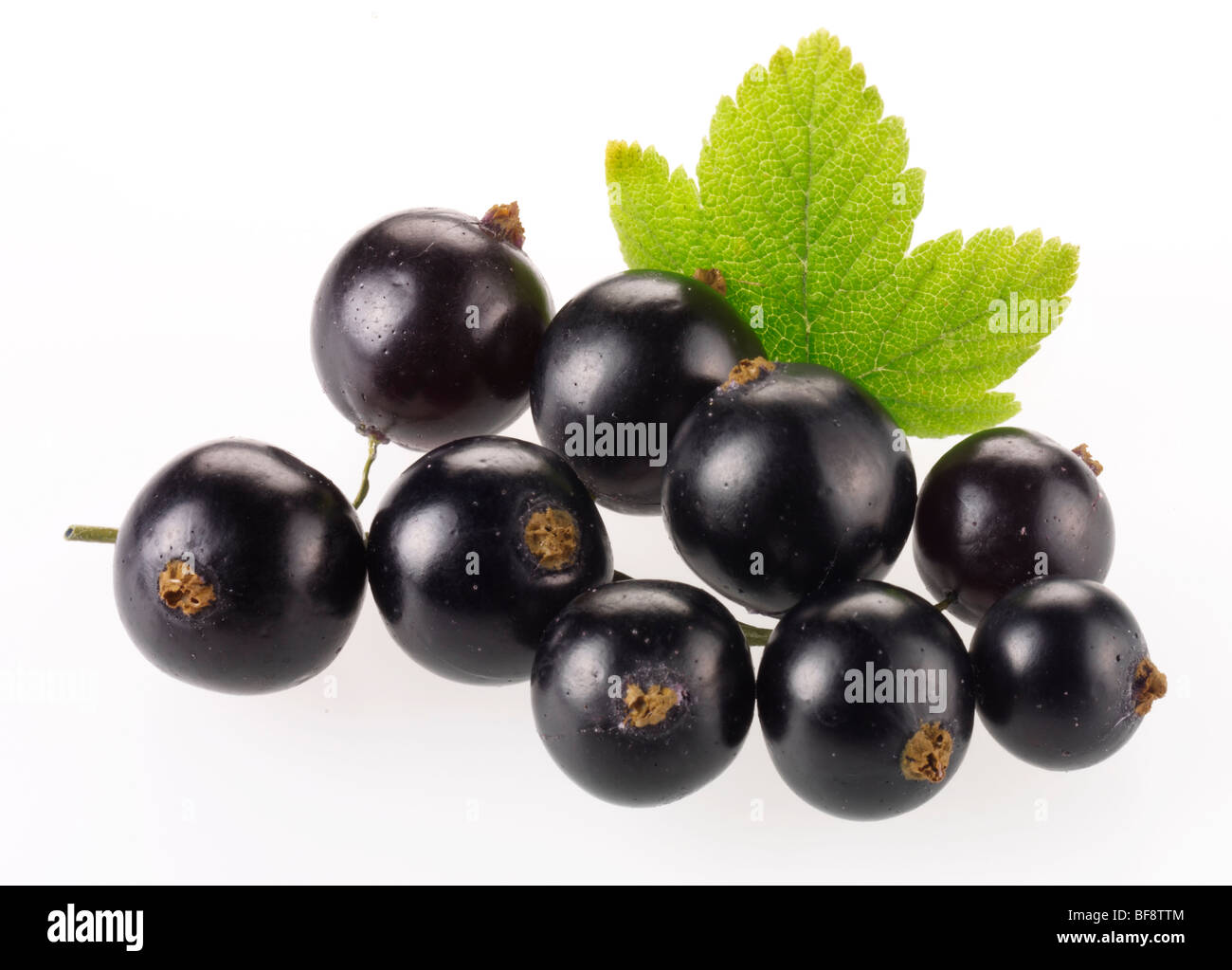 Blackcurrants cassis hi-res stock photography and images - Alamy