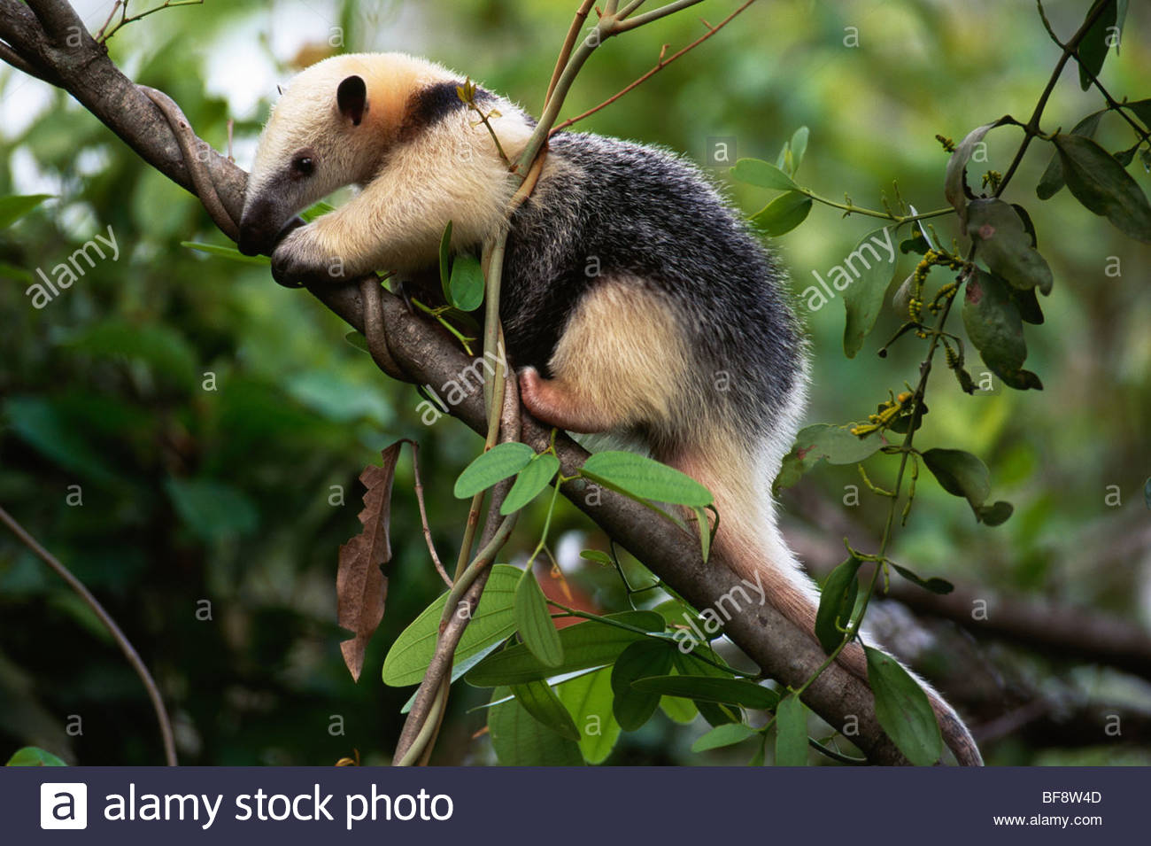 Southern Tamandua Stock Photos & Southern Tamandua Stock Images - Alamy