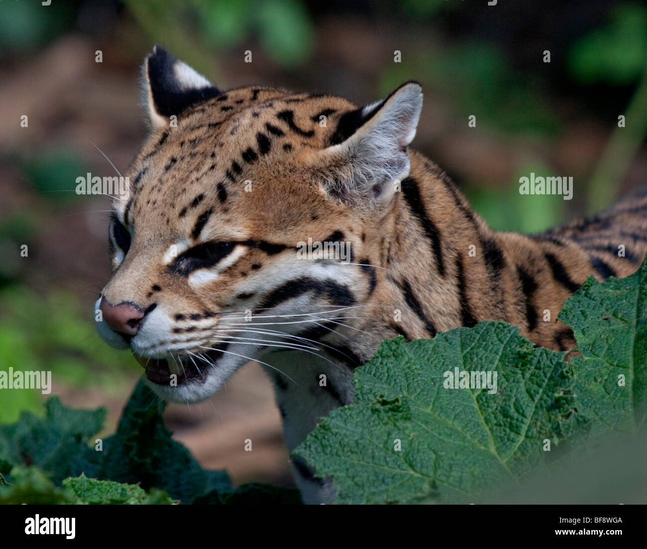 Ocelots Eating