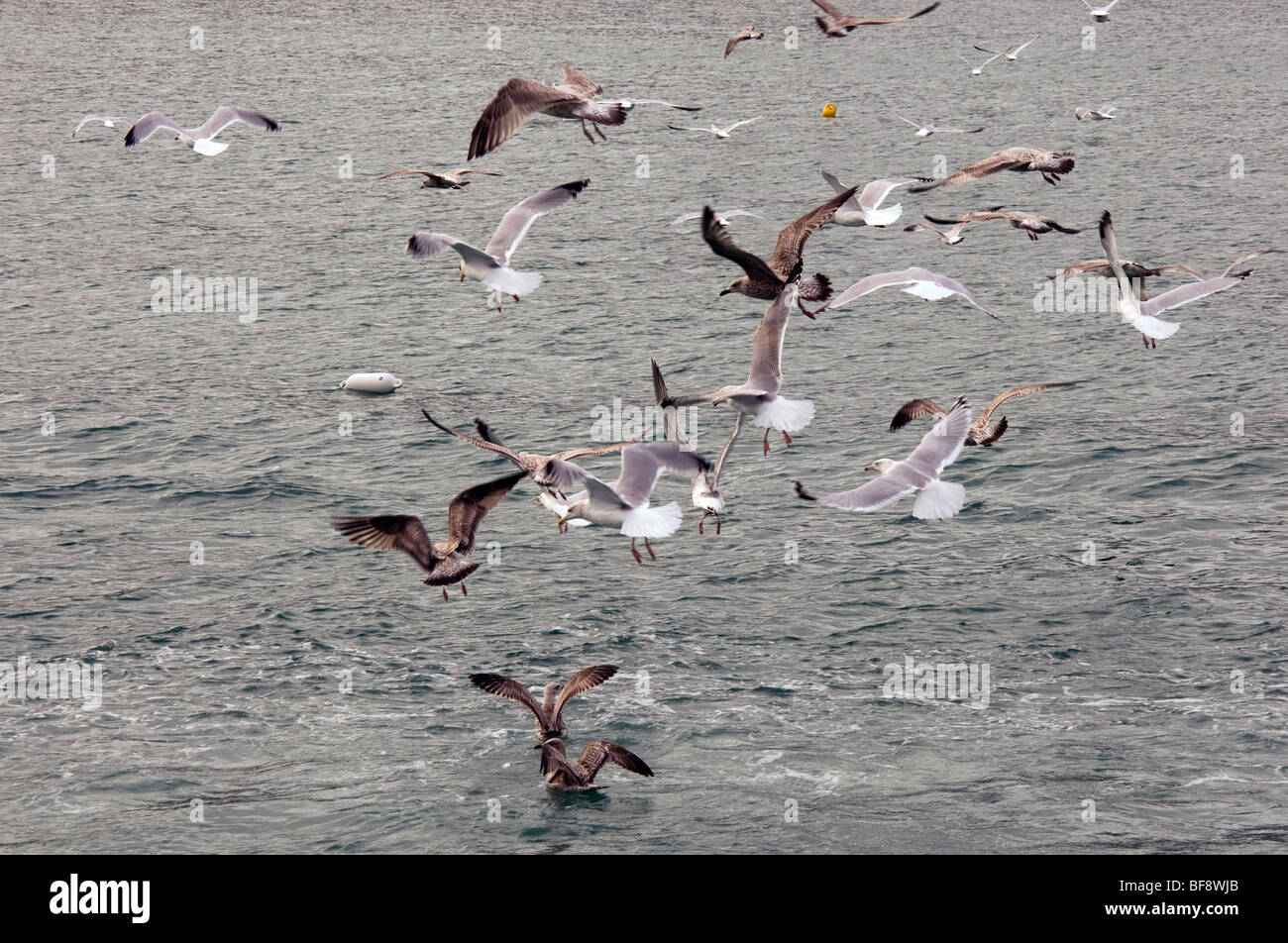 Swooping hi-res stock photography and images - Alamy