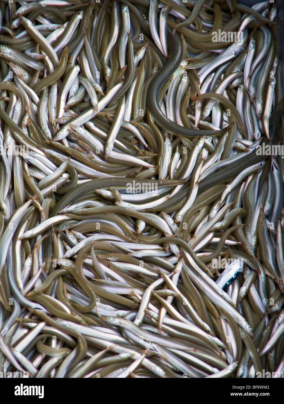 Marine and fisheries hi-res stock photography and images - Alamy