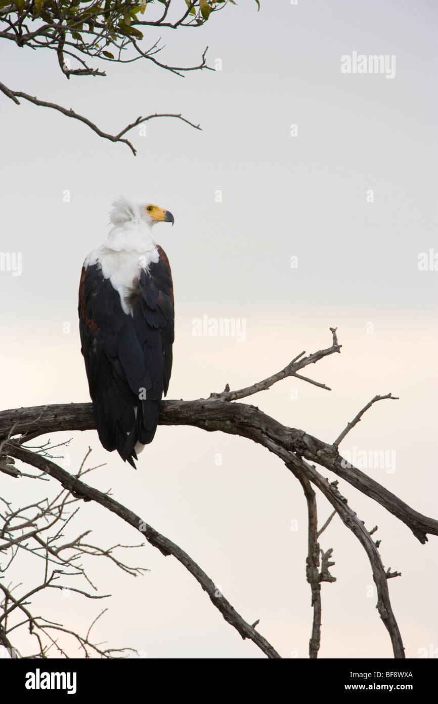 African Fish-Eagle, Haliaeetus vocifer, perched on a branch. Masai Mara ...