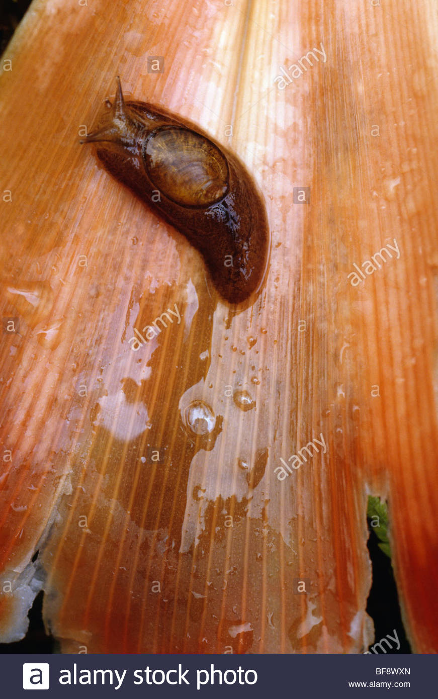Endemic Snail Stock Photos & Endemic Snail Stock Images - Alamy