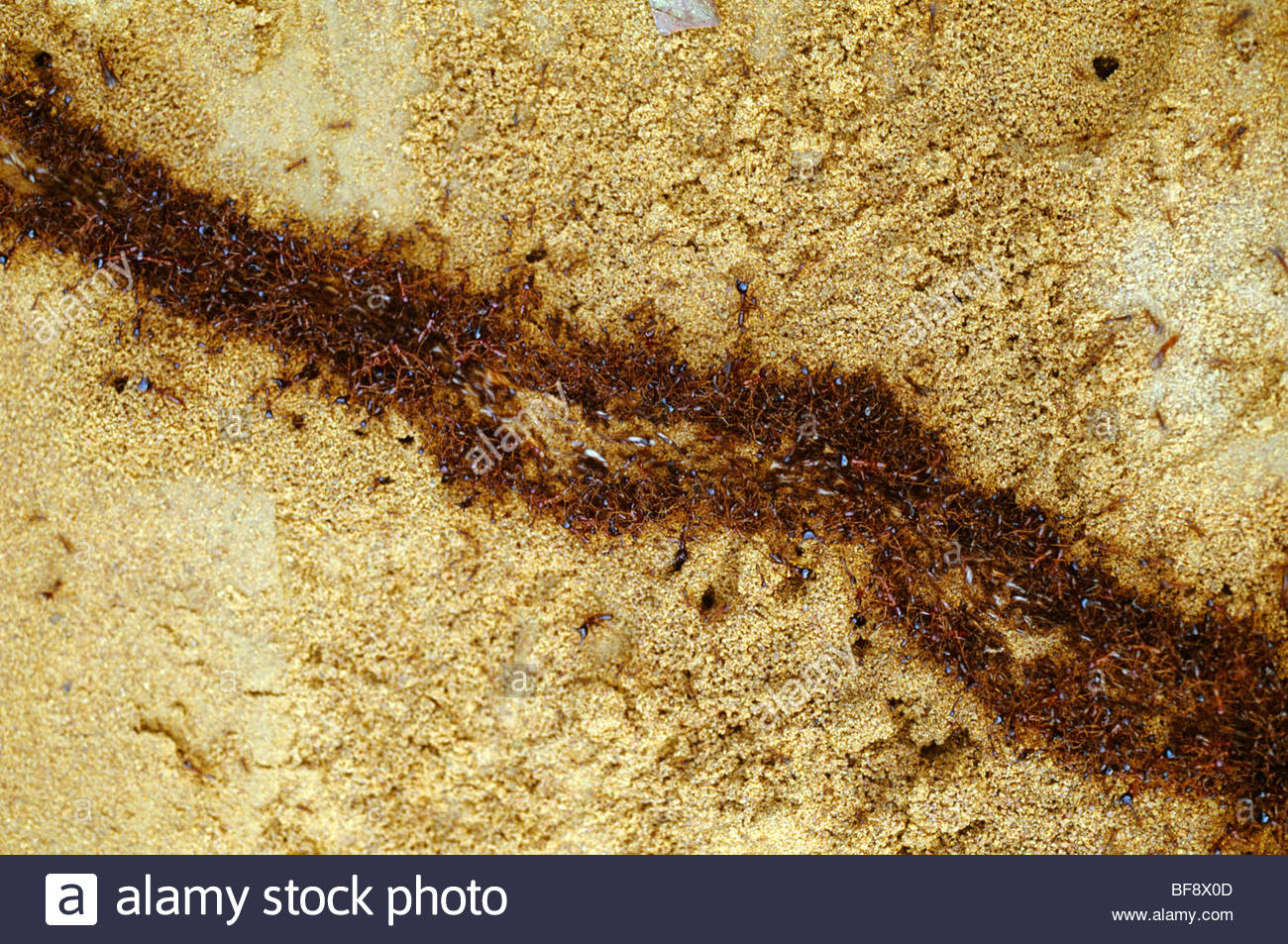 Army Ant Stock Photos & Army Ant Stock Images - Alamy