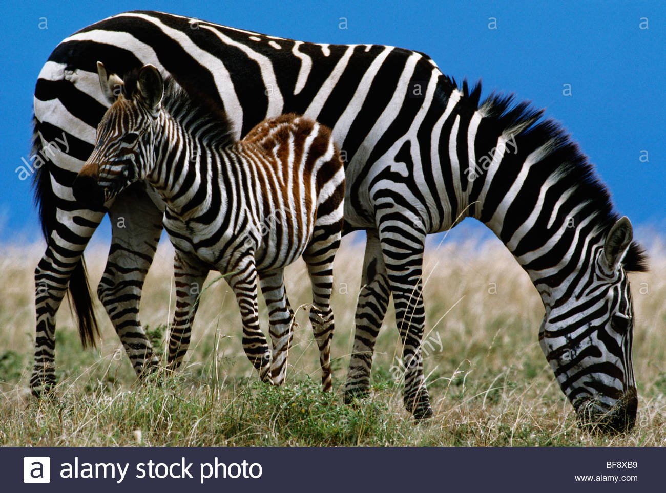 Horse Mating Stock Photos & Horse Mating Stock Images - Alamy