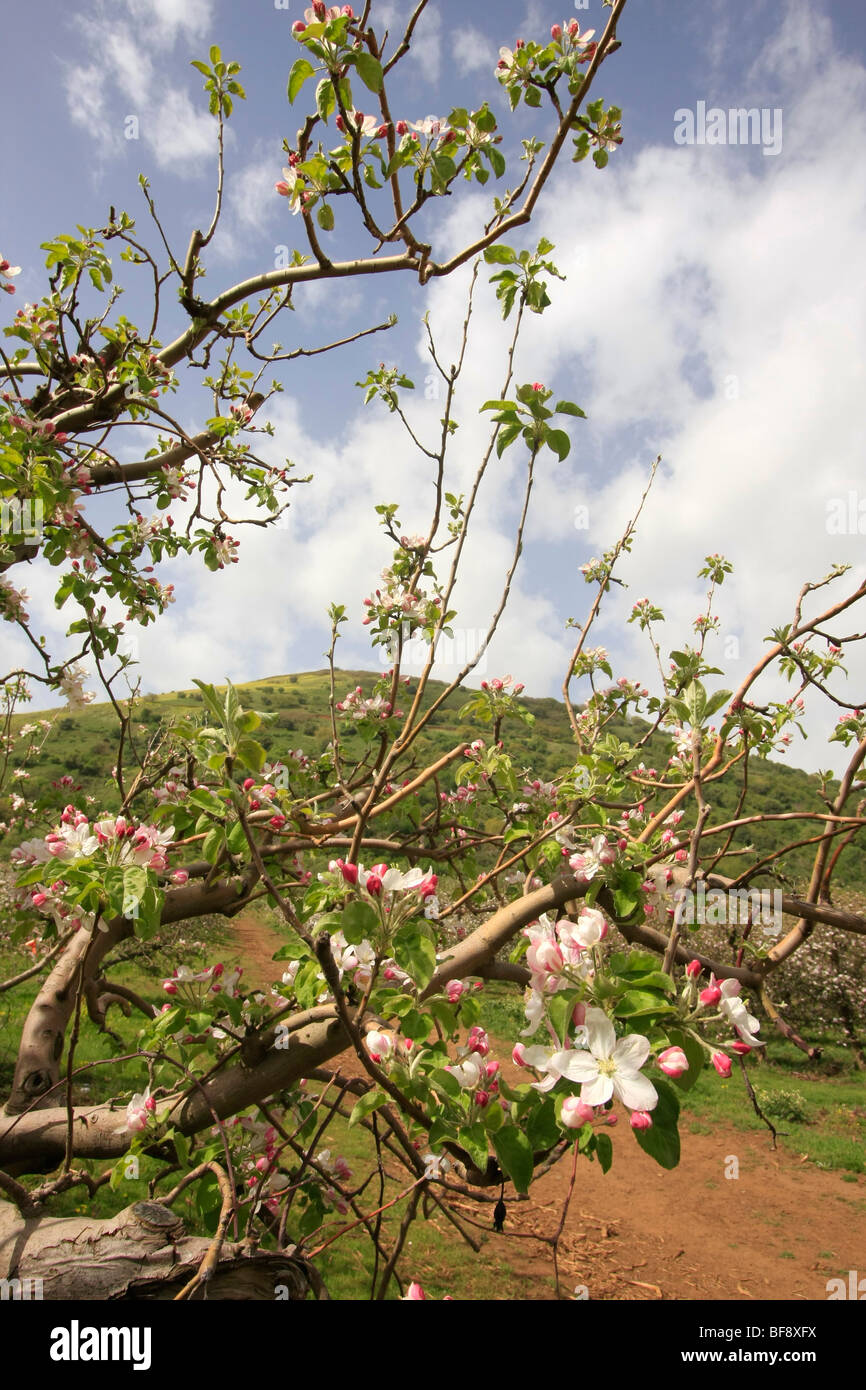 Orchard israel hi-res stock photography and images - Alamy
