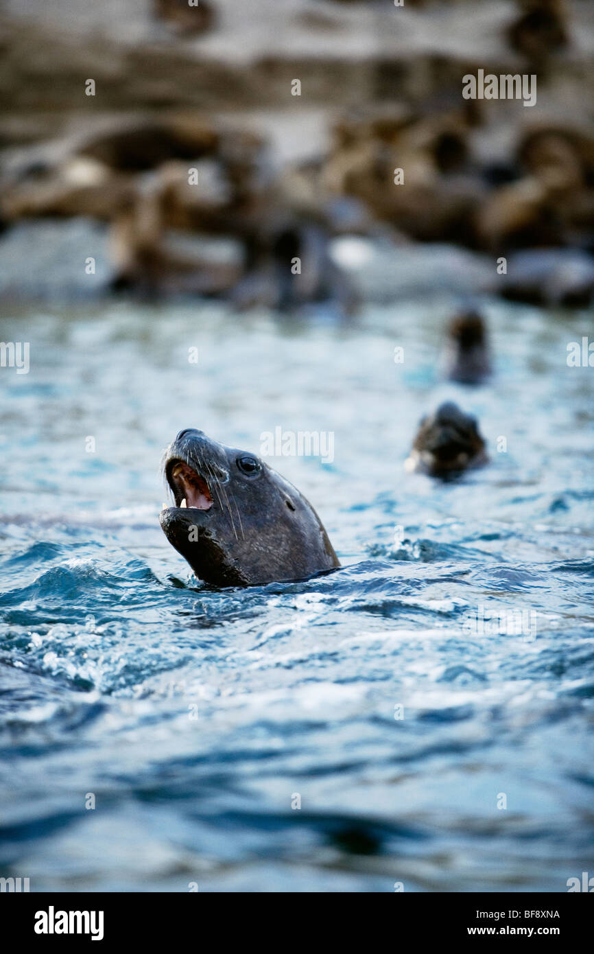 Sea lions near Isla Marta (between Patagonia and Tierra del Fuego ...