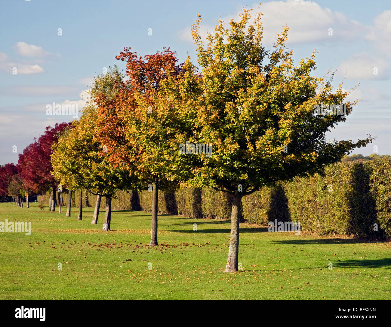 Autumn trees golden row line golden red gold yellow green colours ...