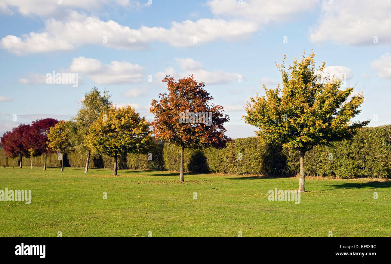 Row golden autumn trees hi-res stock photography and images - Alamy