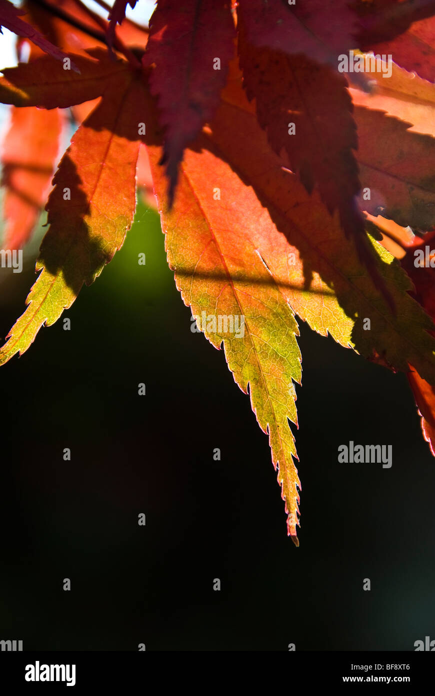 A bright red and yellow Acer leaf in Autumn Stock Photo - Alamy