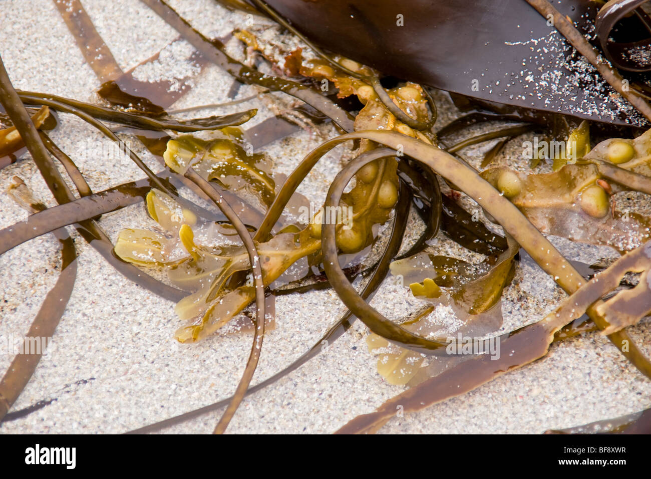 Wet sea weeds hi-res stock photography and images - Alamy