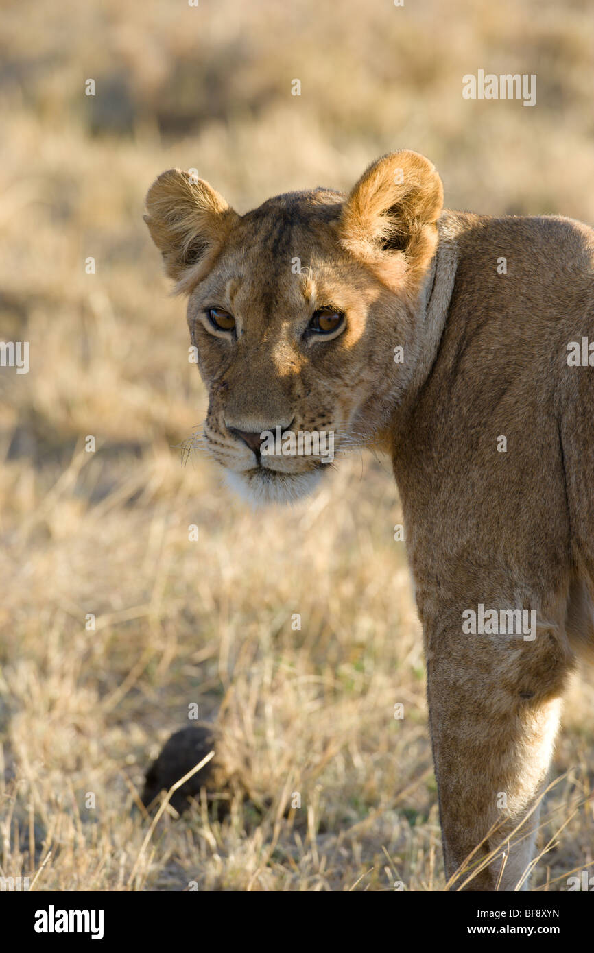 Female African Lion, Panthera leo, standing. Masai Mara National ...
