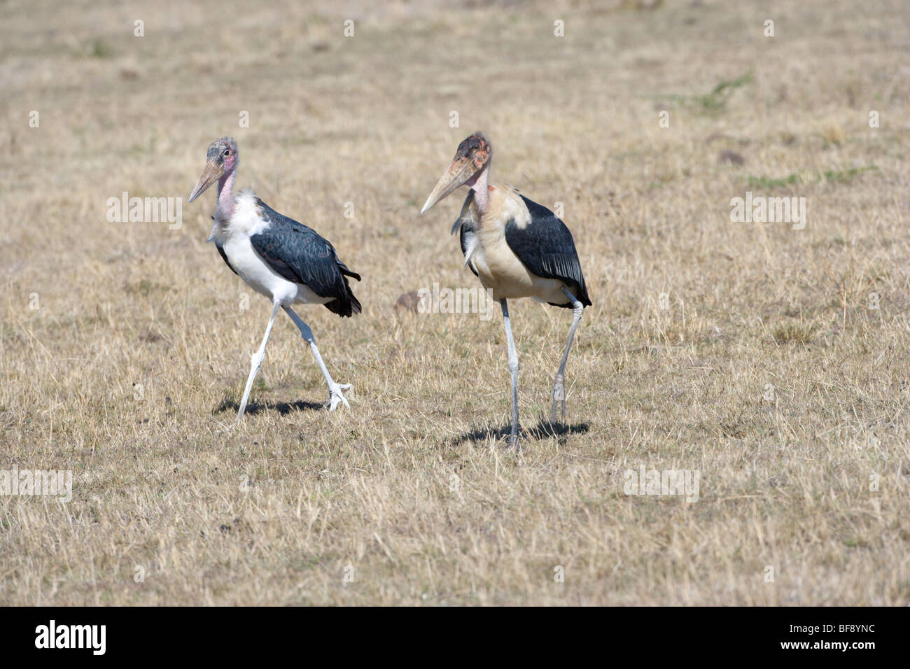 Two marabou hi-res stock photography and images - Alamy