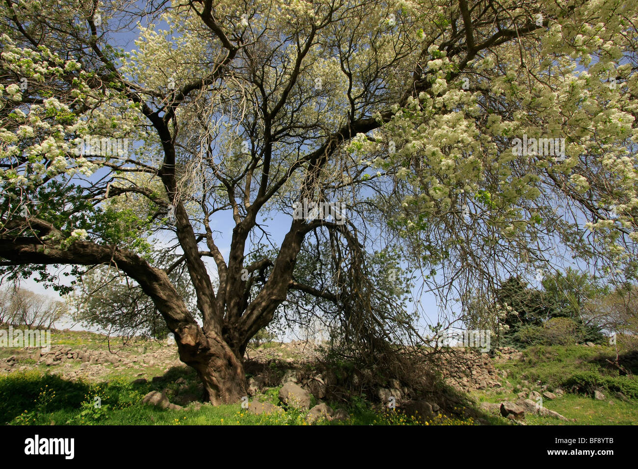 Cherry tree in the Golan Heights Stock Photo - Alamy