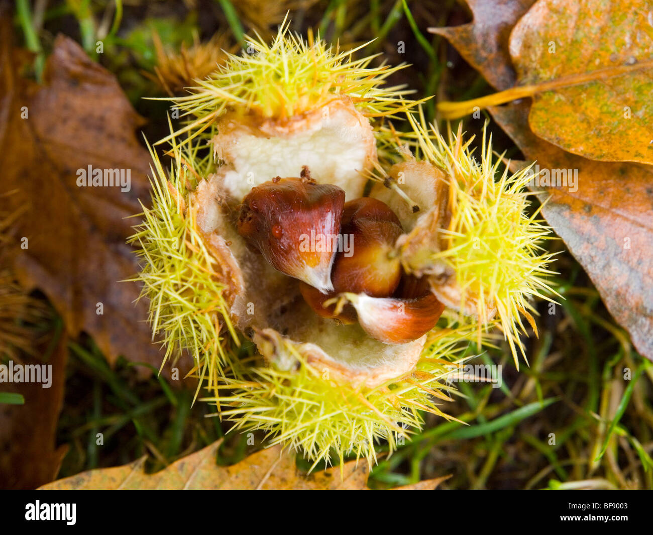Sweet chestnuts and leaves uk hi-res stock photography and images - Alamy