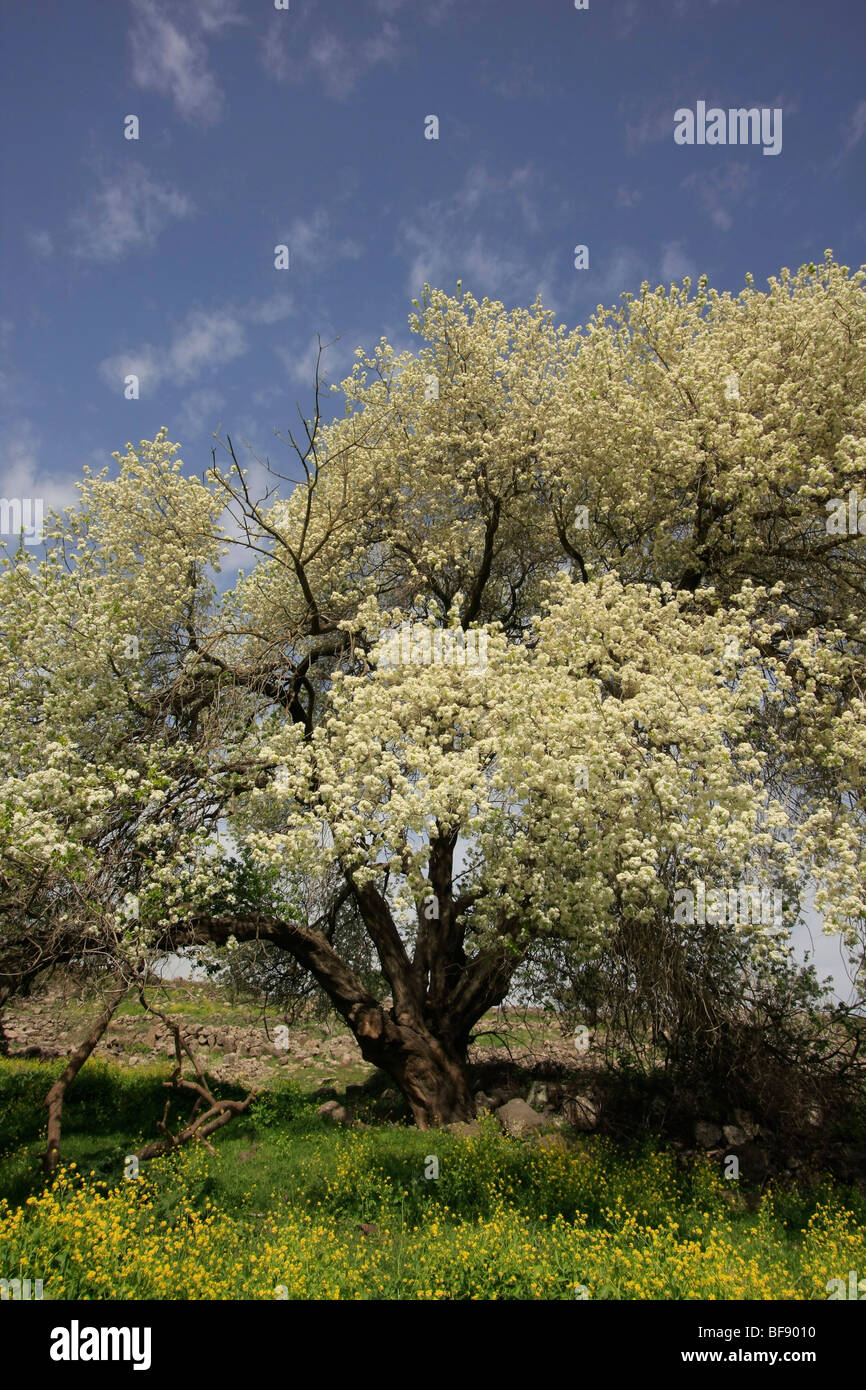 Cherry tree in the Golan Heights Stock Photo - Alamy