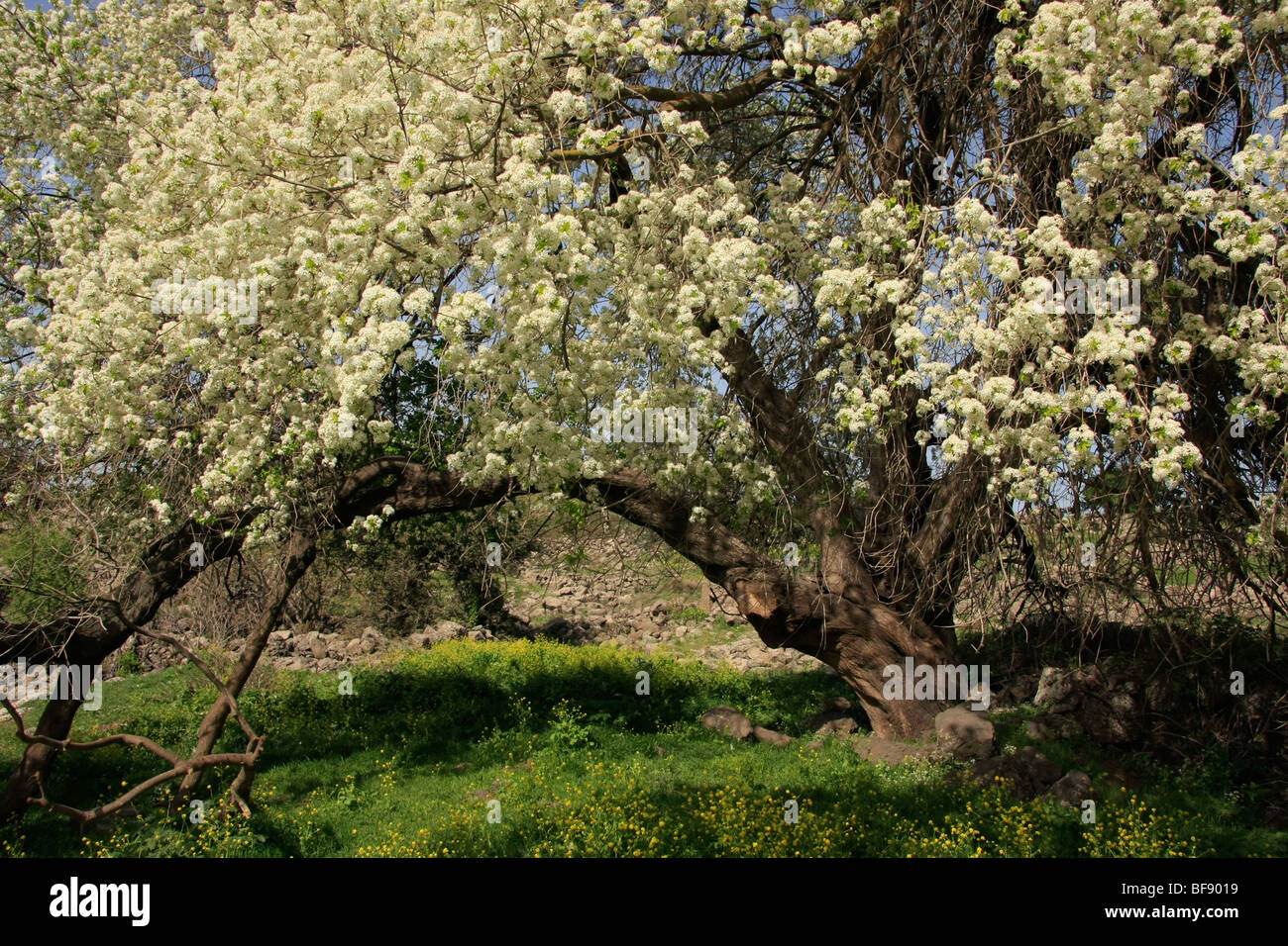 Cherry tree in the Golan Heights Stock Photo - Alamy