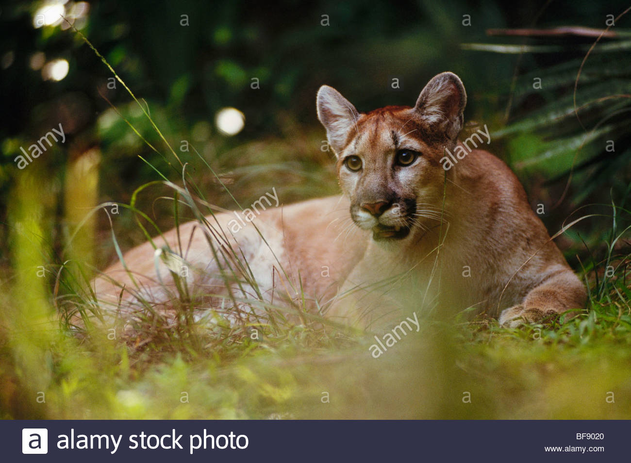 Florida Panther Stock Photos & Florida Panther Stock Images - Alamy