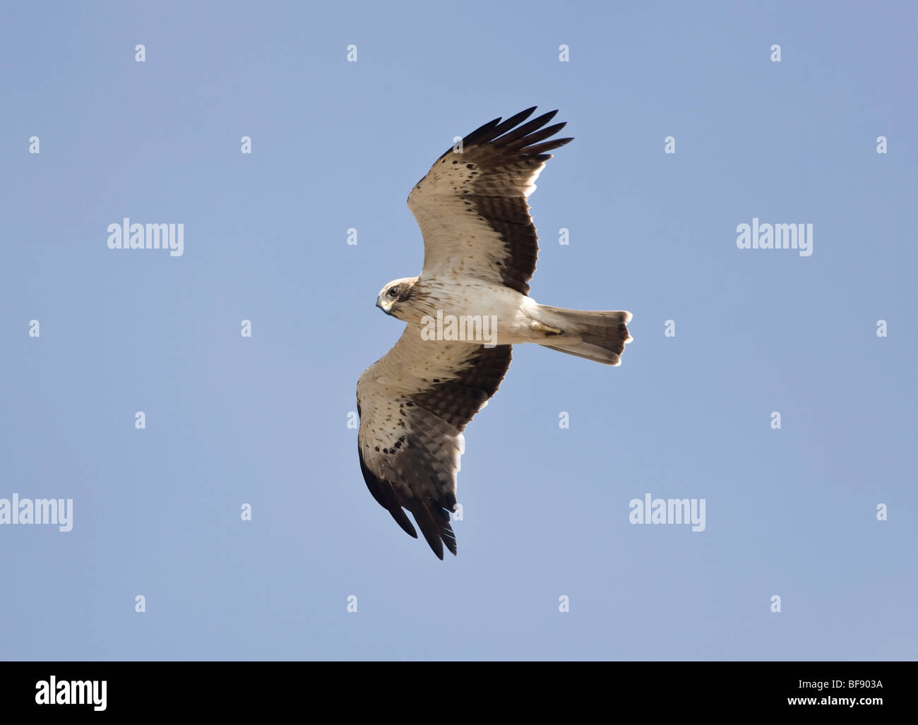 Booted eagle spain hi-res stock photography and images - Alamy