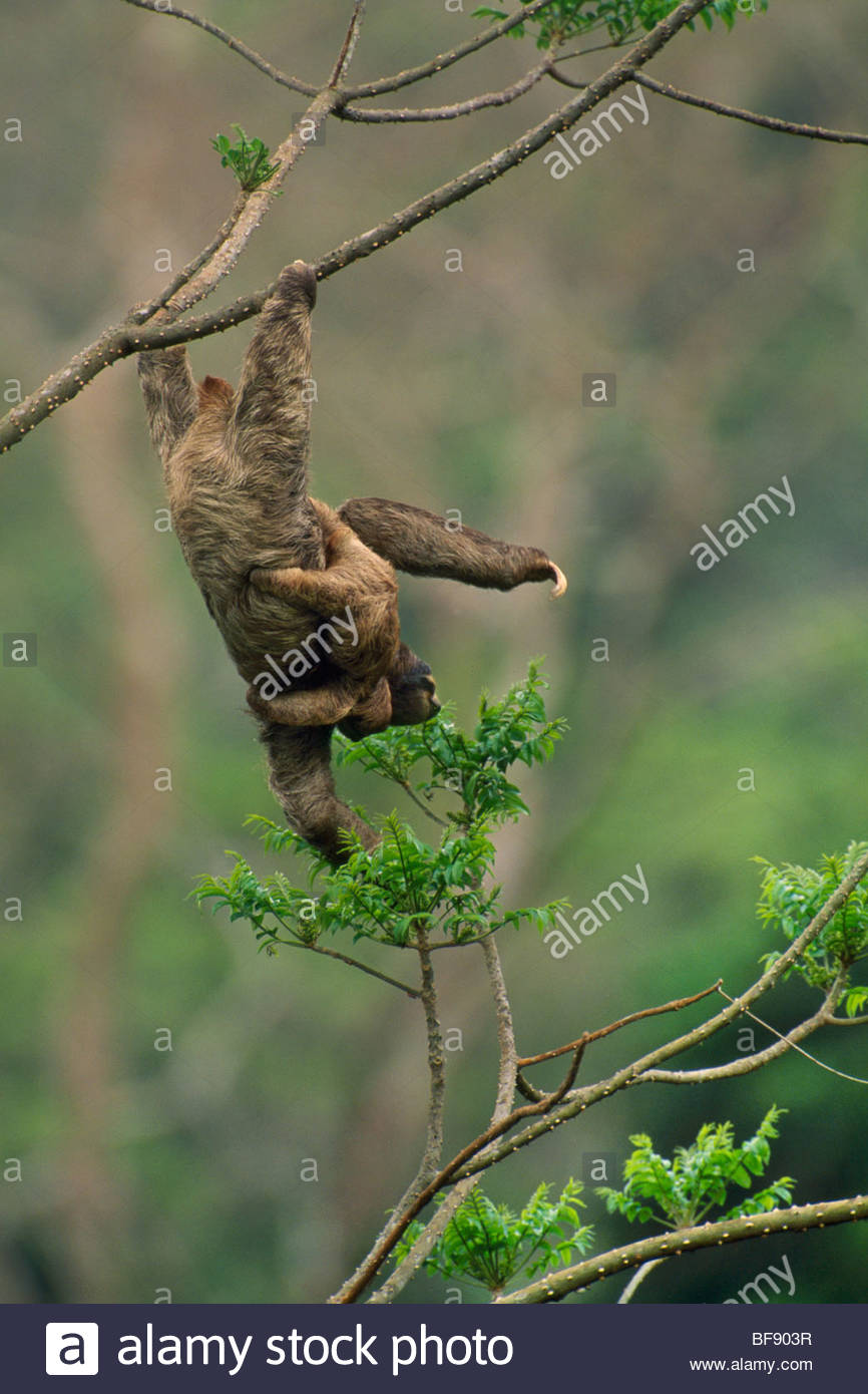 Hanging From Tree Stock Photos & Hanging From Tree Stock Images - Alamy