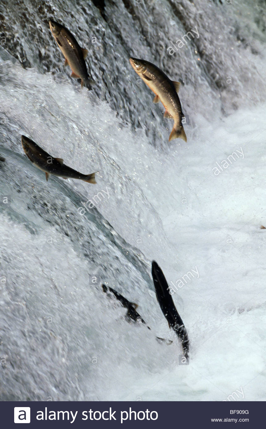 Alaskan Salmon Stock Photos & Alaskan Salmon Stock Images - Alamy