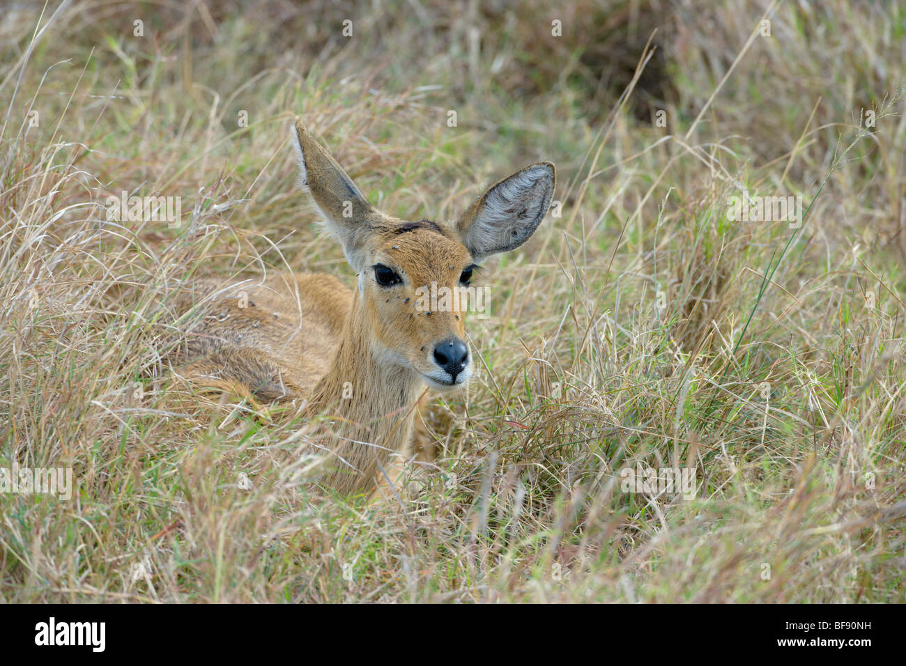 Reedbuck kenya hi-res stock photography and images - Alamy