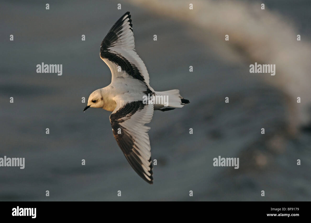Rosss gulls hi-res stock photography and images - Alamy