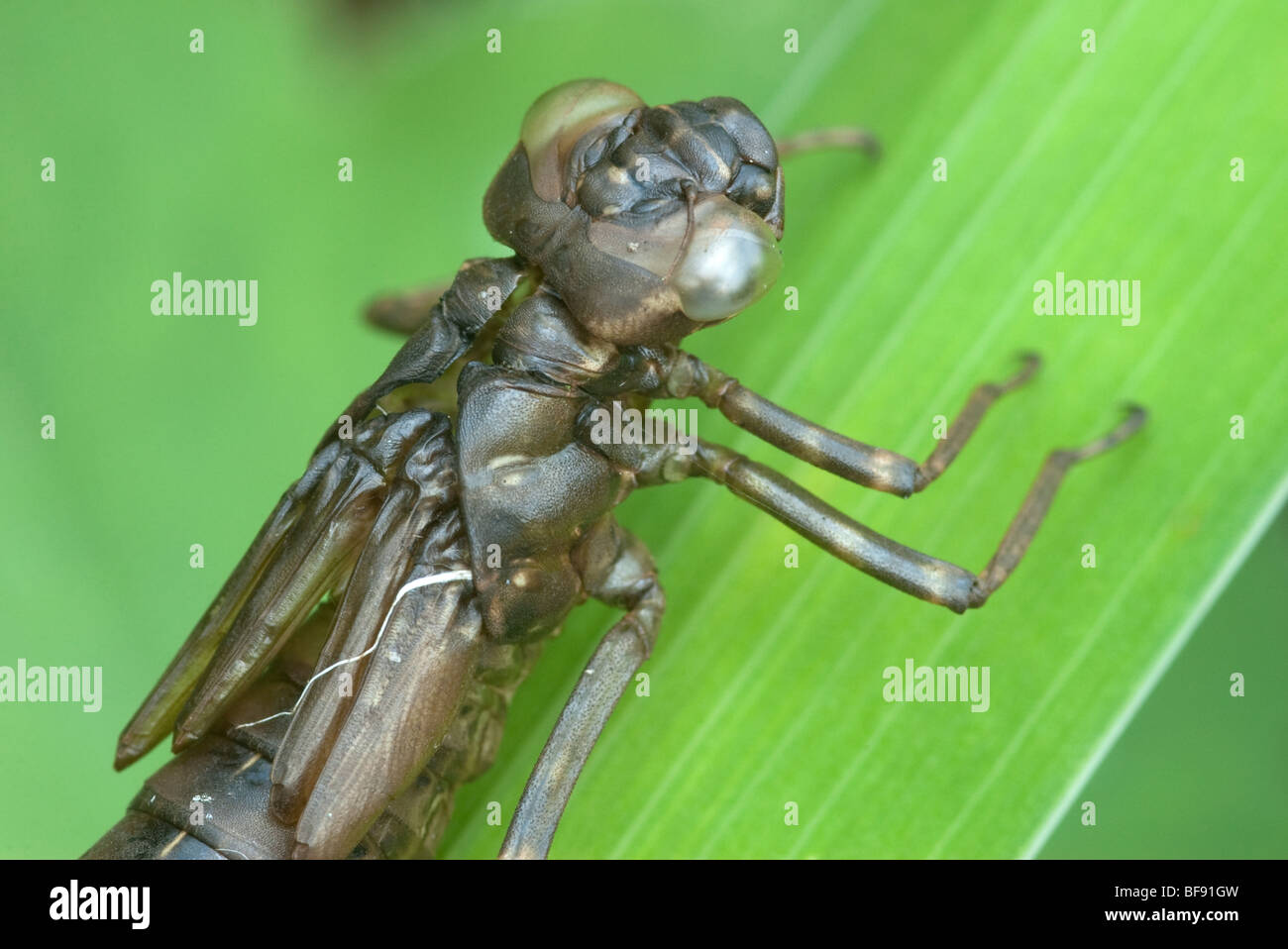 Empty dragonfly exuvia on leaf Stock Photo - Alamy