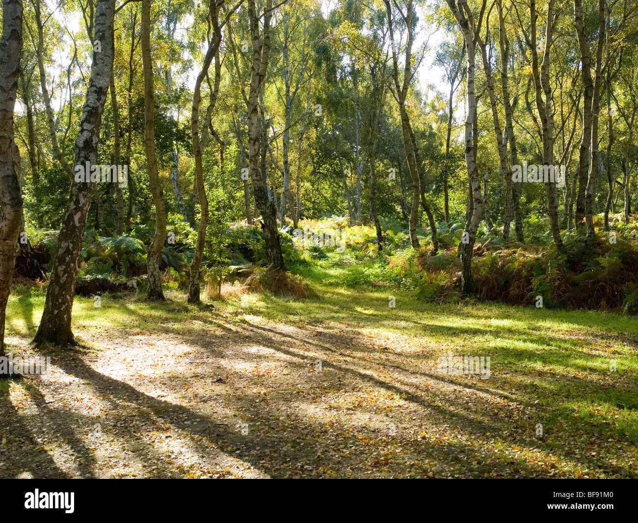 Sherwood Forest, Nottinghamshire England UK Stock Photo - Alamy