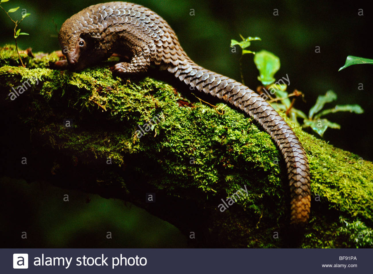 Long-tailed pangolin, Manis tetradactyla, Democratic Republic of Stock ...