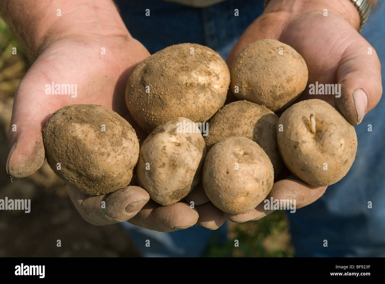 Drought damaged potatoes , Patton PA Stock Photo - Alamy