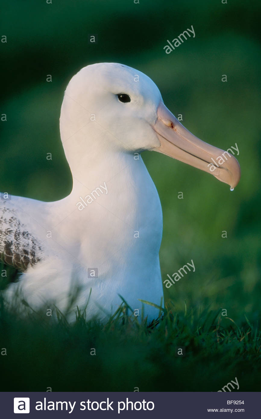 Diomedea Stock Photos & Diomedea Stock Images - Alamy