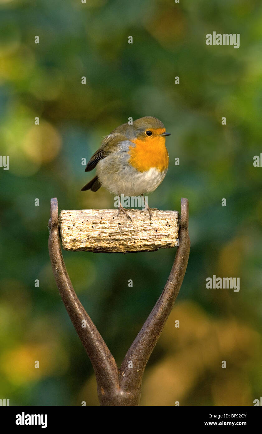 A Robin perched on a garden spade Stock Photo - Alamy