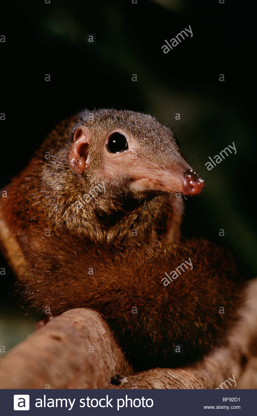 Shrew Stock Photos & Shrew Stock Images - Alamy