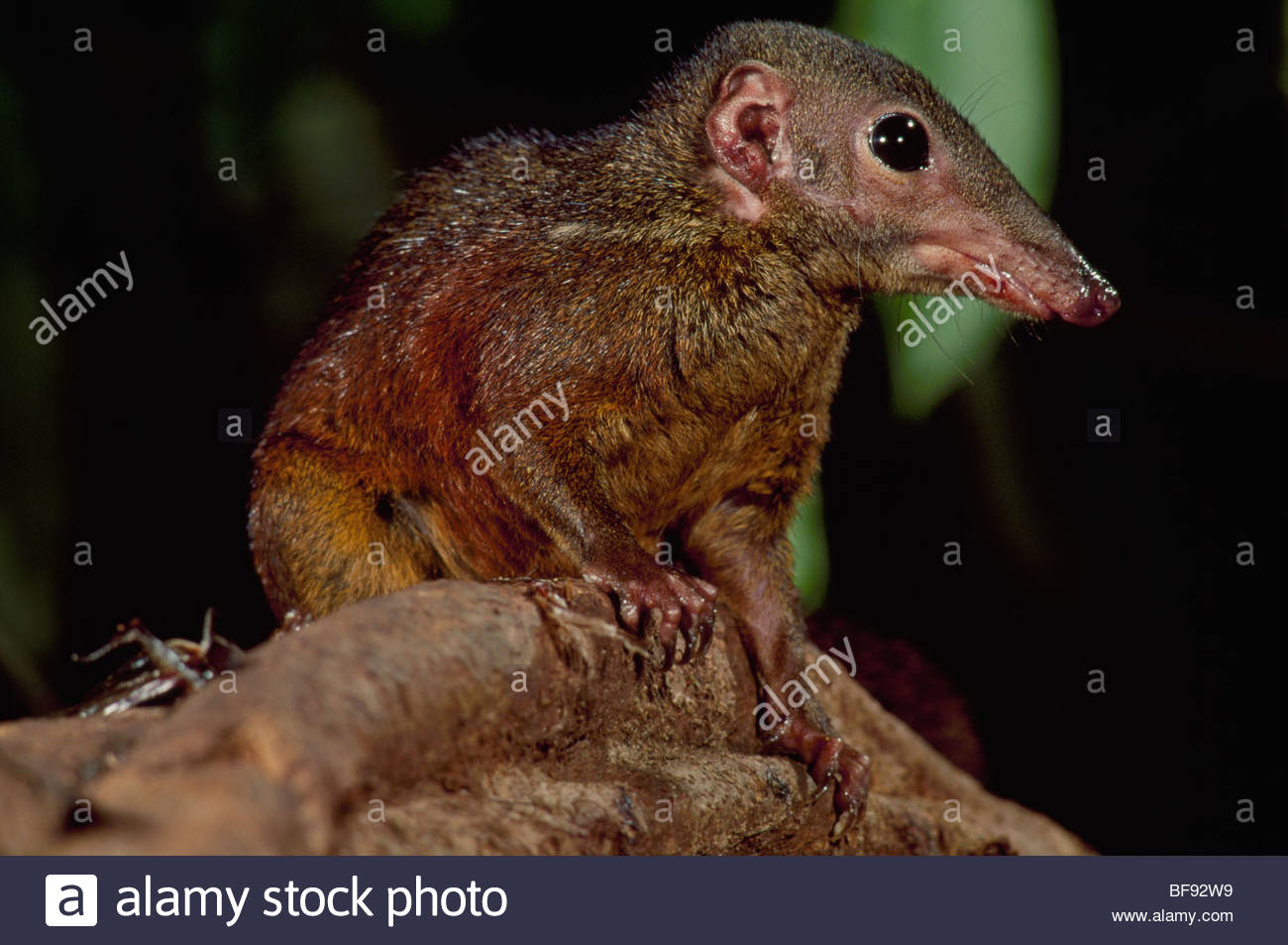 Scandentia Stock Photos & Scandentia Stock Images - Alamy