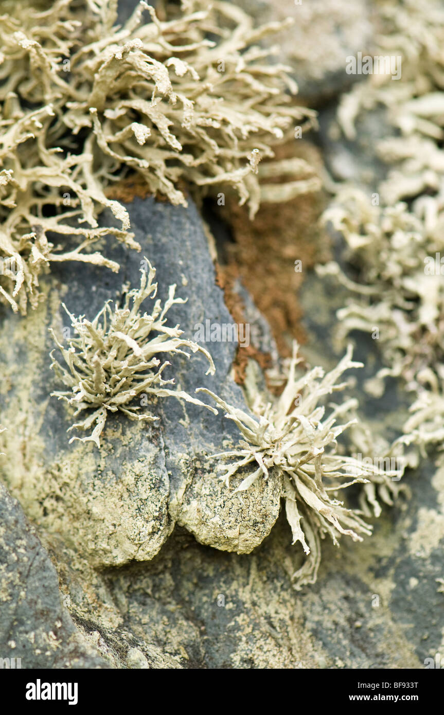 Lichen on rocks in scottish hi-res stock photography and images - Alamy