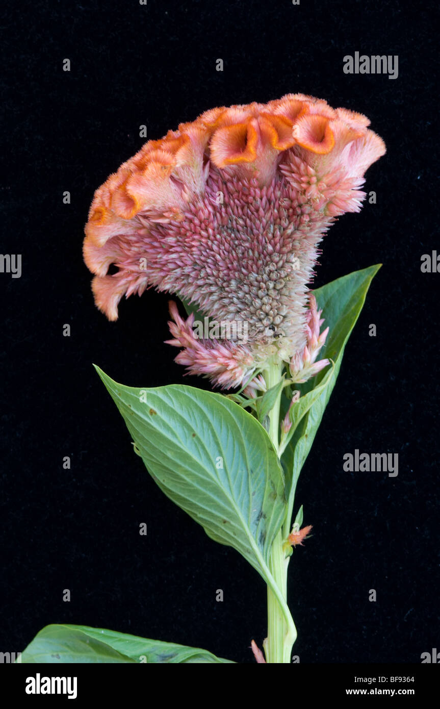 Cock's comb (flower Stock Photo - Alamy