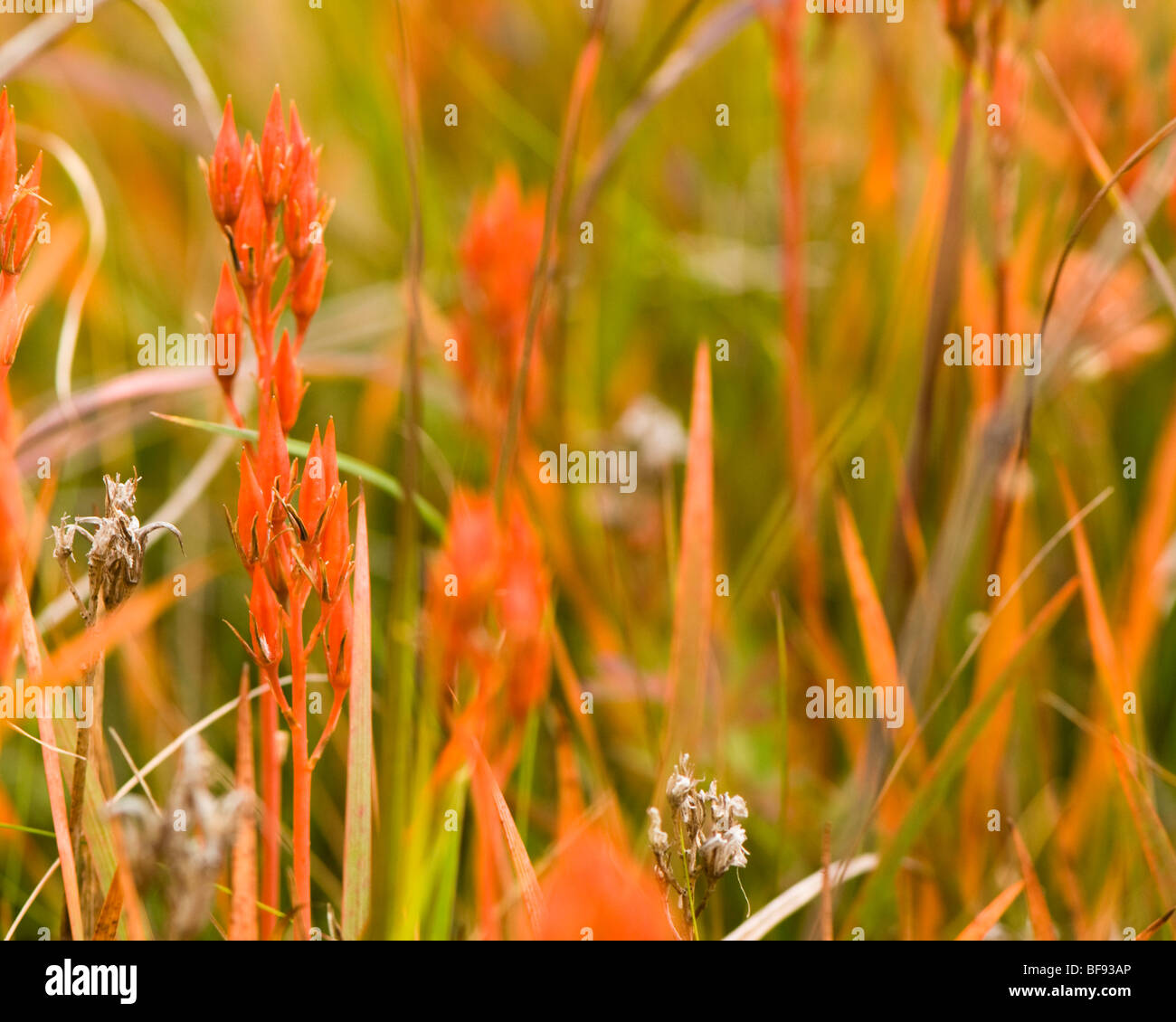 Bog Asphodel Narthecium ossifragum Stock Photo - Alamy